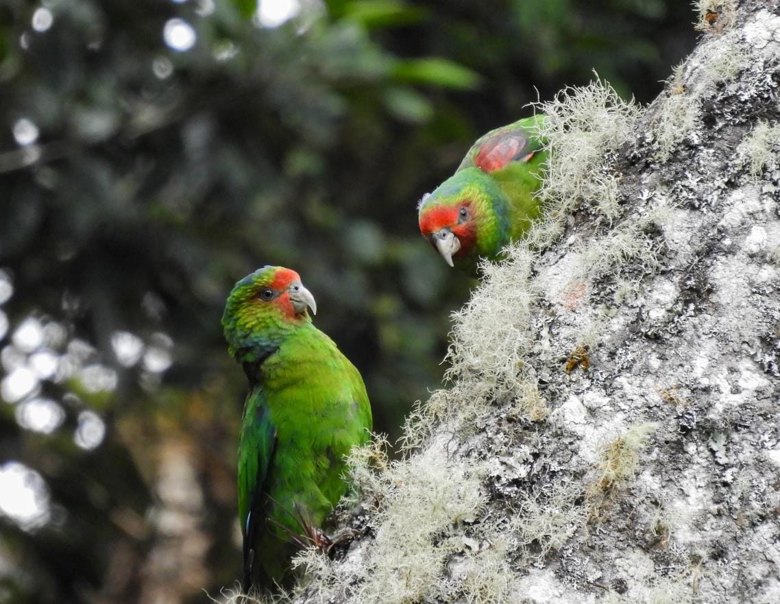 Una nueva reserva en Loja para proteger a especie en peligro