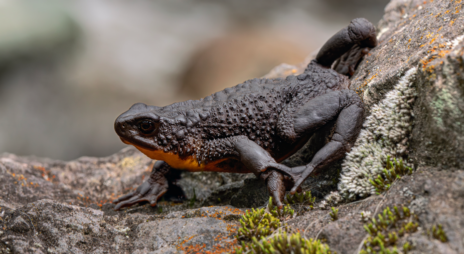 El sapo jambato bajo protección judicial; obra vial suspendida