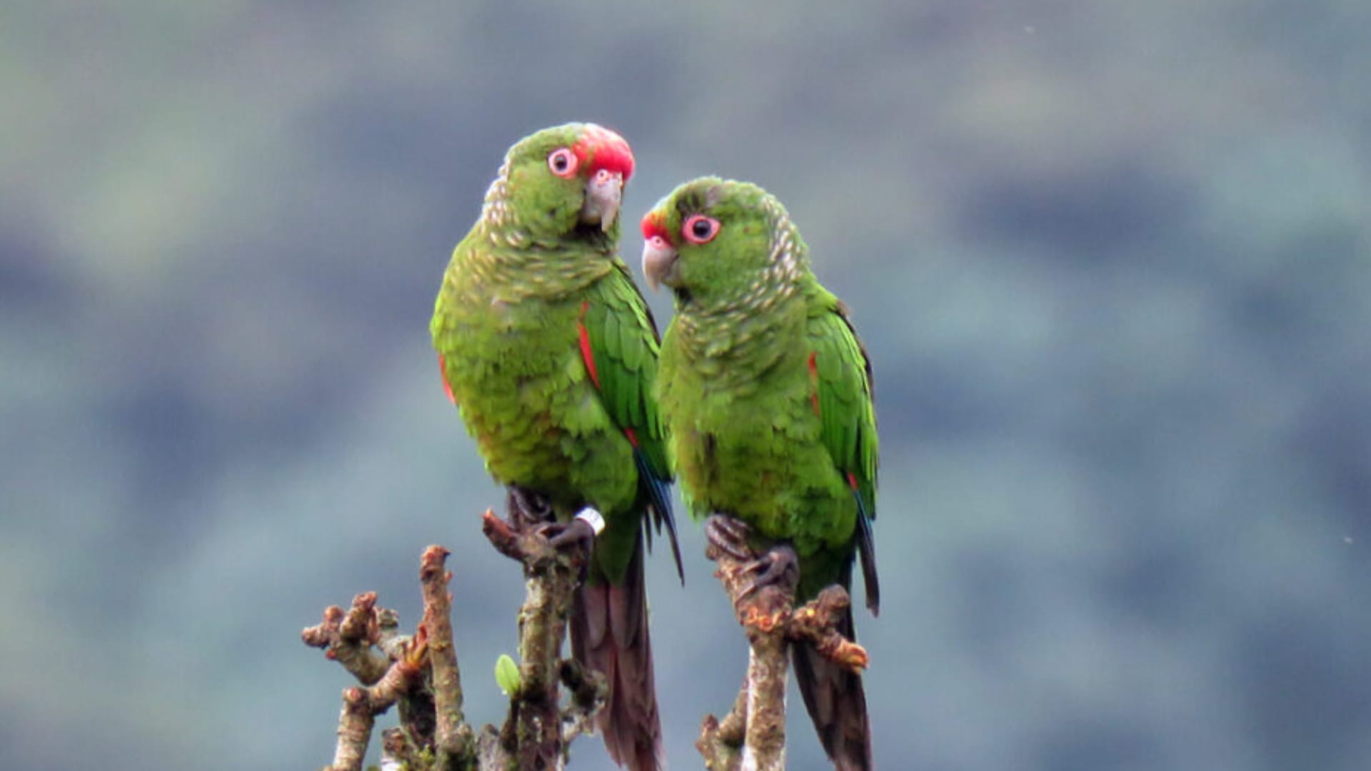 El perico de Orcés es una muestra del impacto del cambio climático en Ecuador