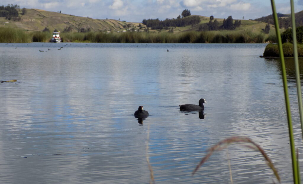 Aves, peces, camarón andino... la laguna de Colta es un ecosistema de ...