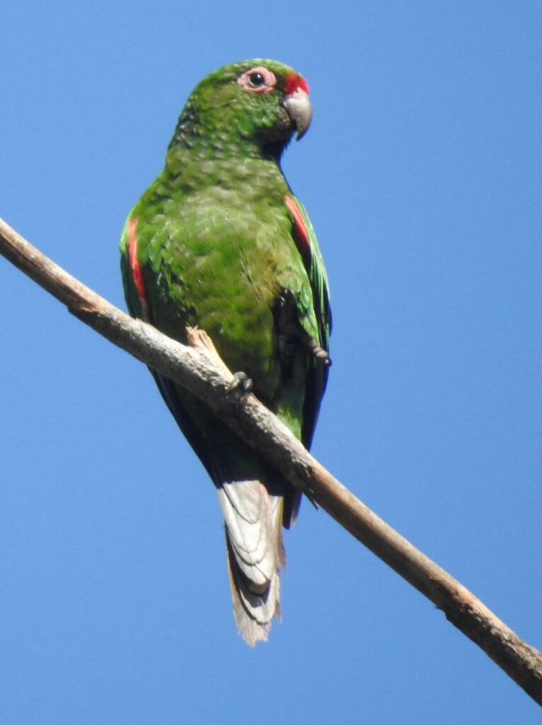 El perico de Orcés es una muestra del impacto del cambio climático en ...