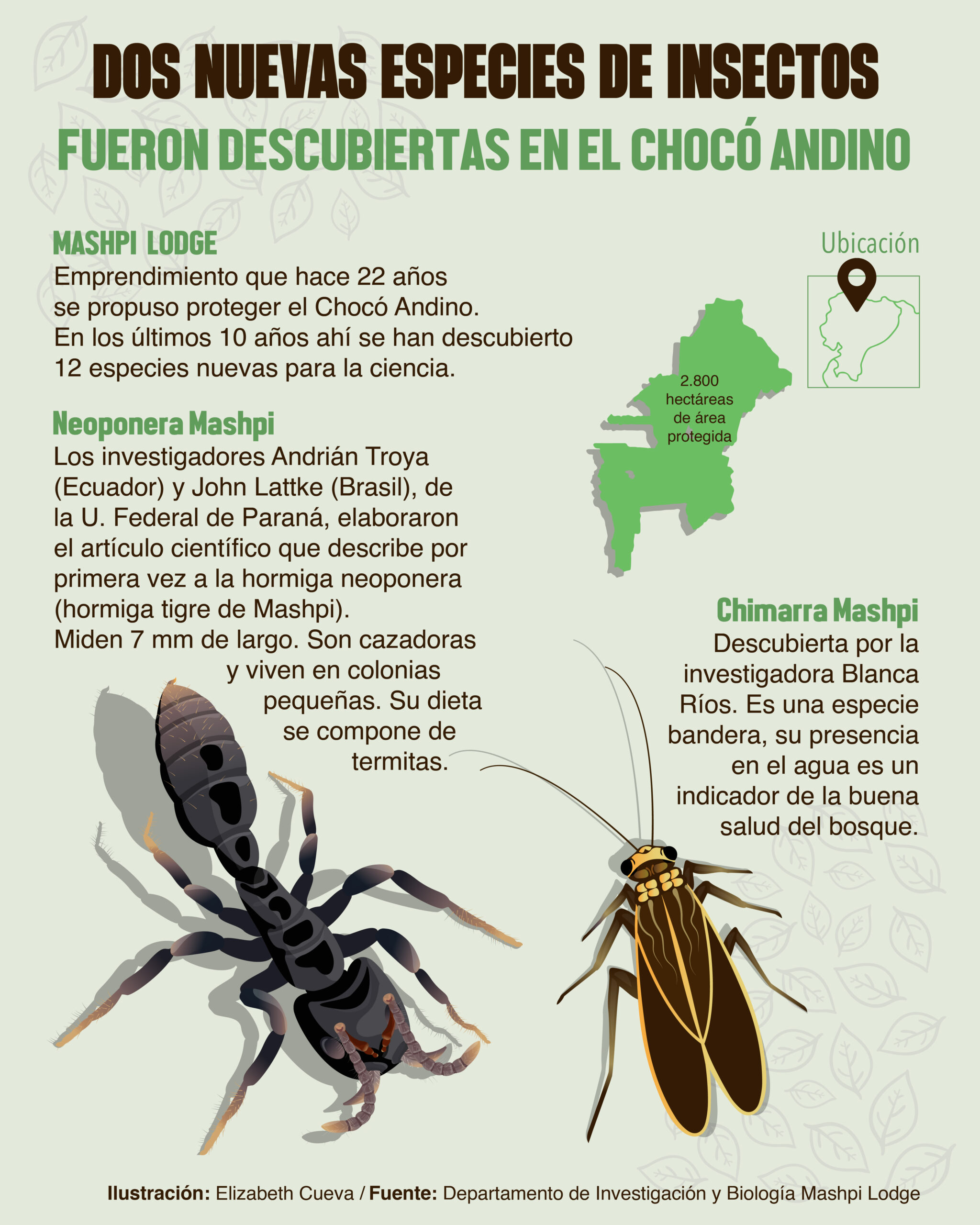 Dos nuevas especies de insectos fueron descubiertas en el Chocó Andino