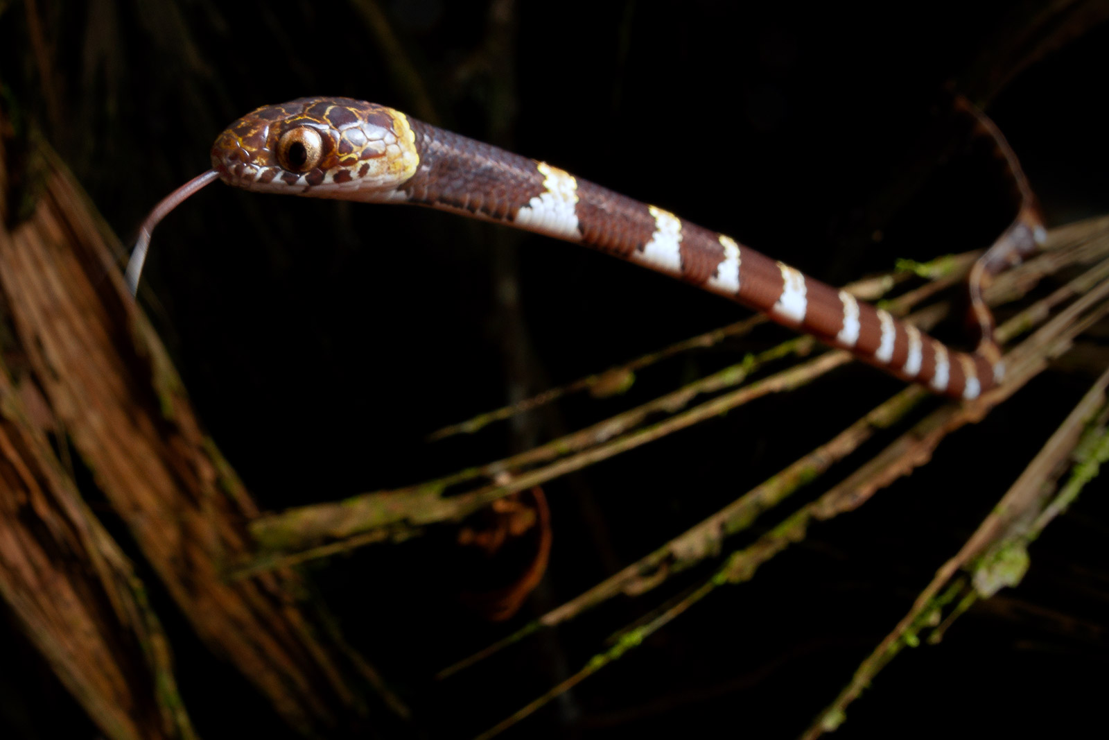 Nuevas especies de serpientes de Ecuador ya están amenazadas por las ...