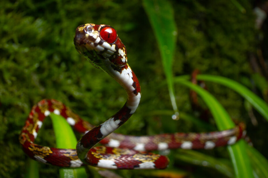 Nuevas especies de serpientes de Ecuador ya están amenazadas por las ...
